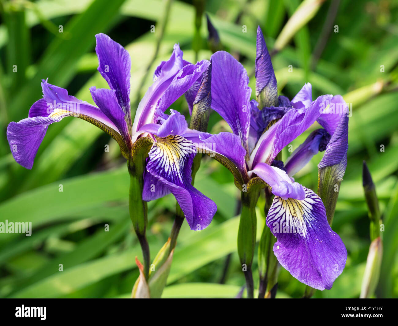 Iris x robusta dark aura hi-res stock photography and images - Alamy