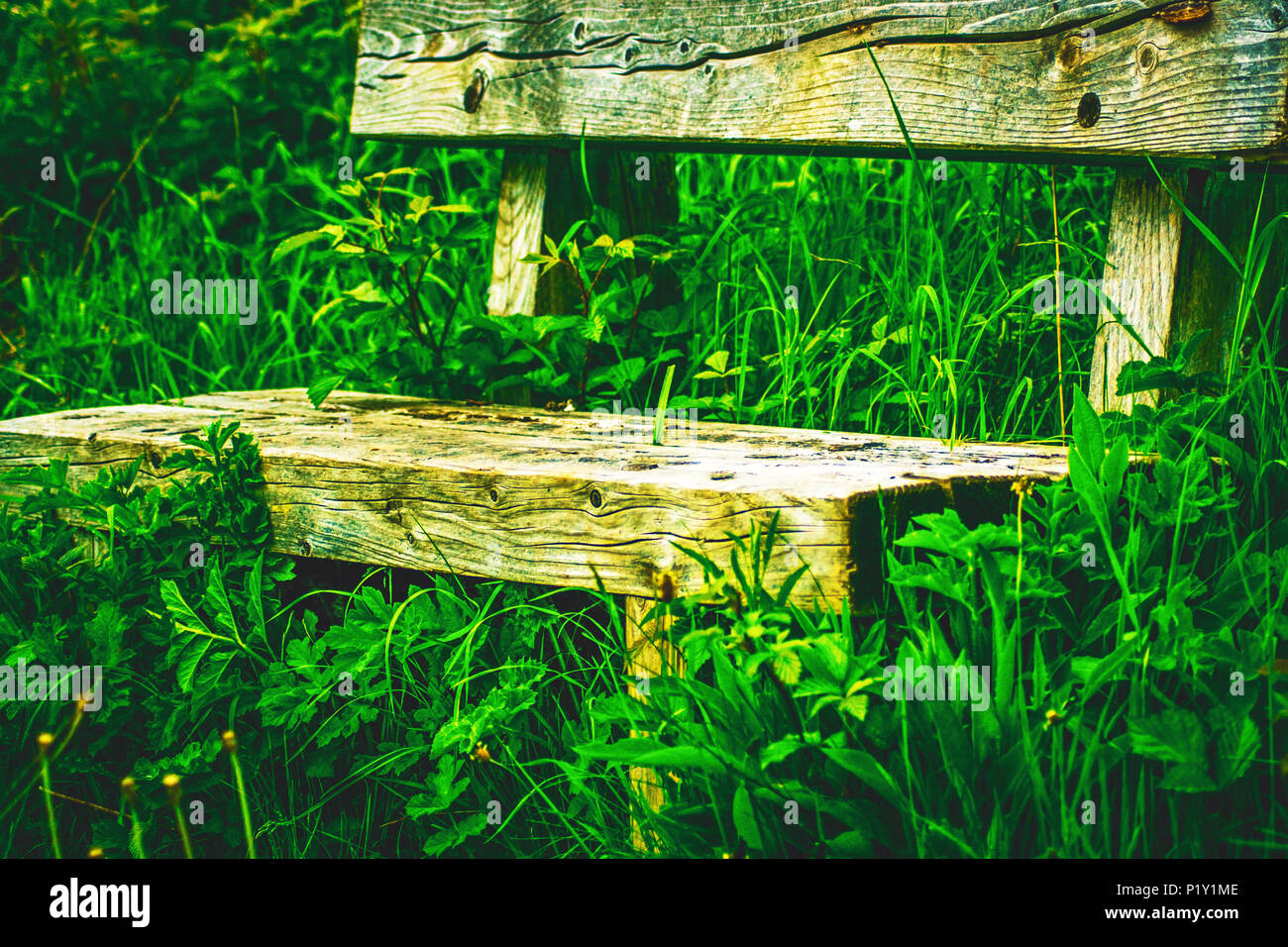 wooden bench with grass growth through Stock Photo - Alamy