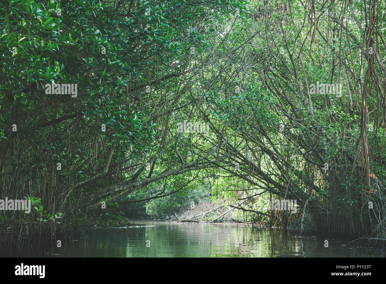 Swamp red mangrove rhizophora mangle hi-res stock photography and ...