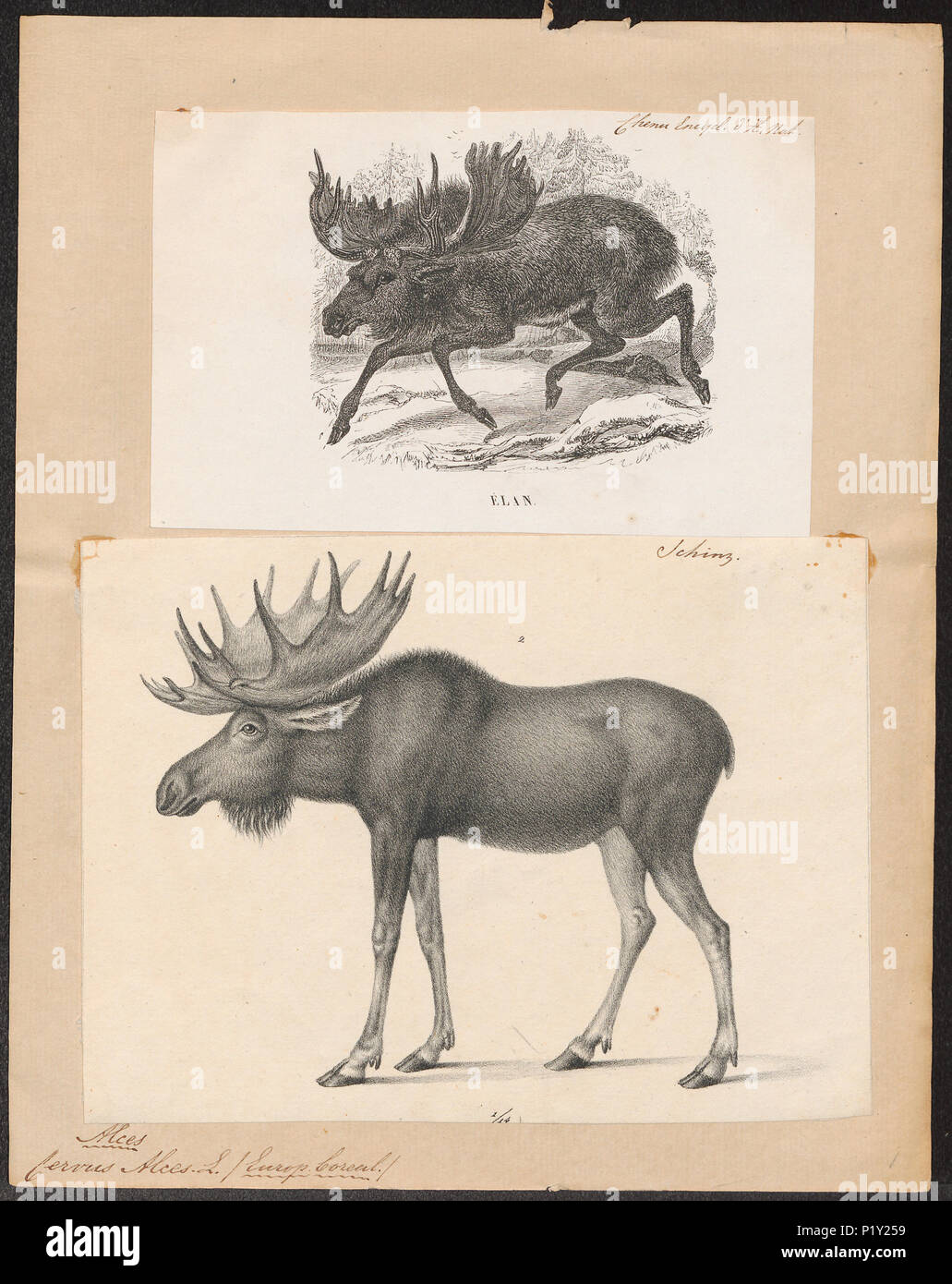 Mooseart hi-res stock photography and images - Alamy