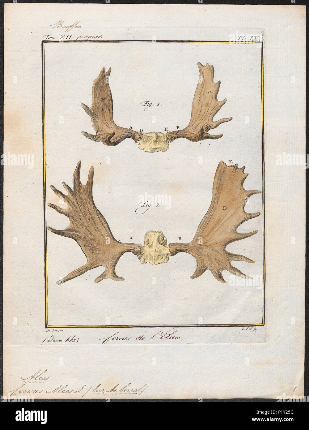 Gewei hi-res stock photography and images - Alamy