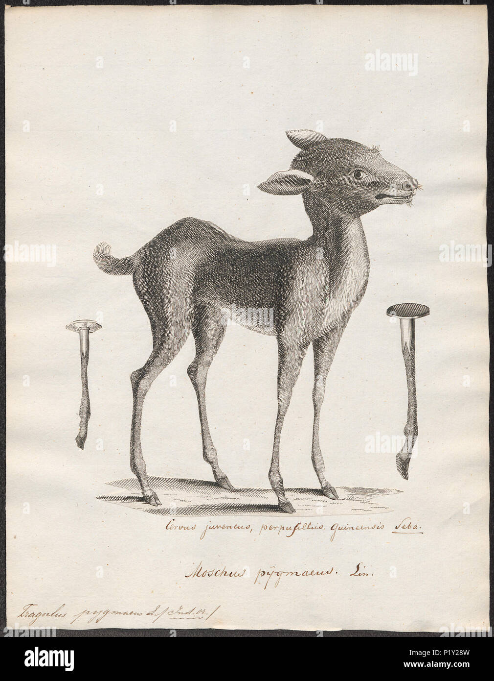 Tragulus pygmaeus hi-res stock photography and images - Alamy