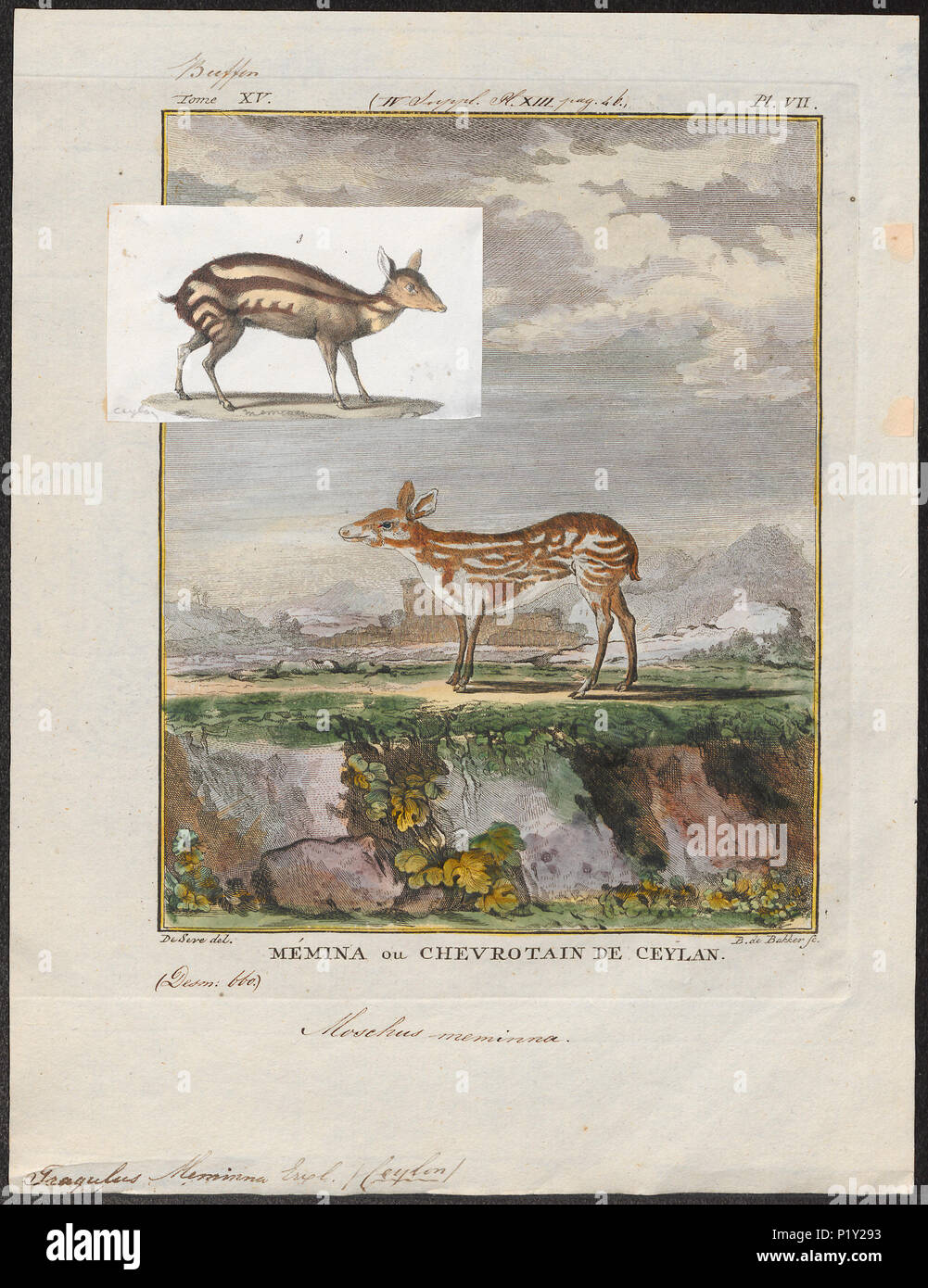 Tragulus Meminna High Resolution Stock Photography and Images - Alamy