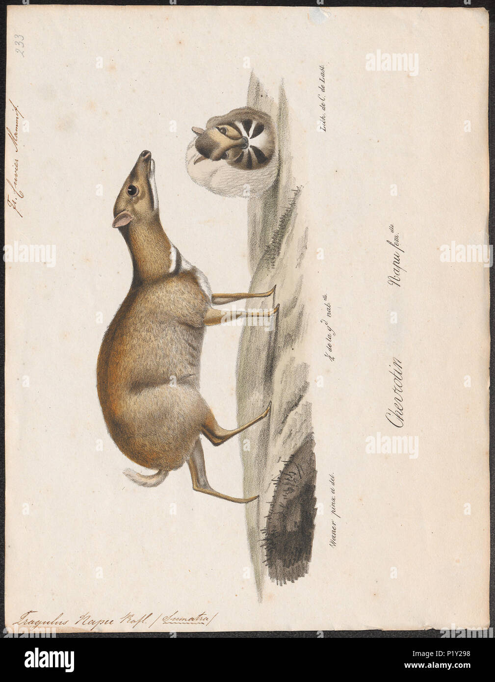 Tragulus napu hi-res stock photography and images - Alamy