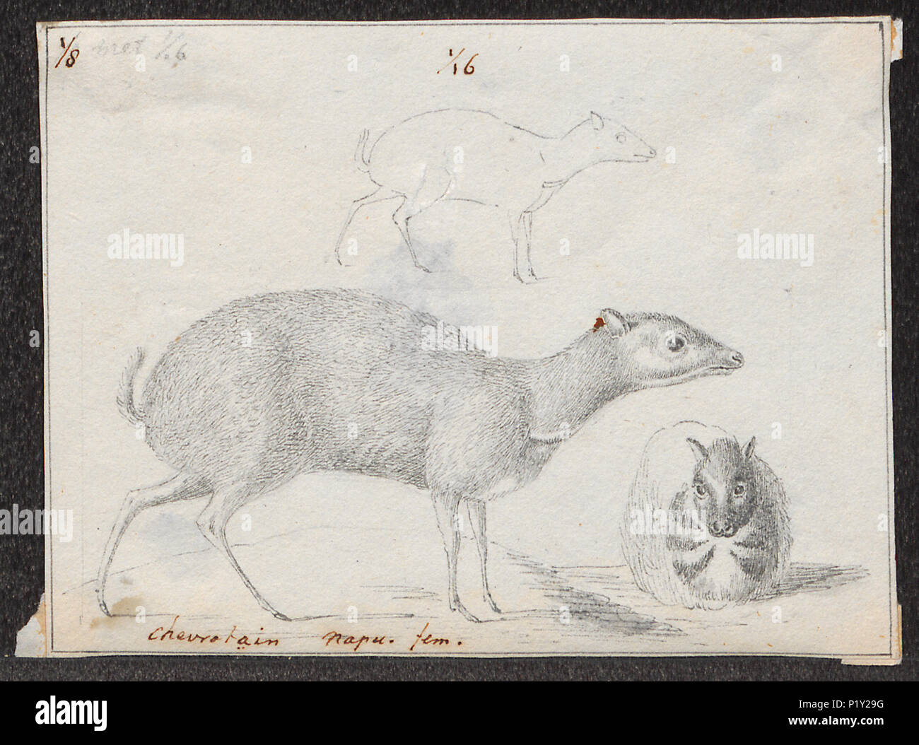 Tragulus napu hi-res stock photography and images - Alamy