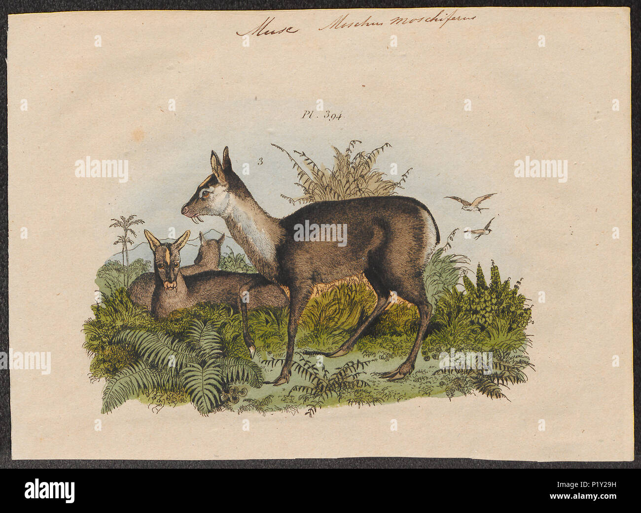 Moschus moschiferus hi-res stock photography and images - Alamy