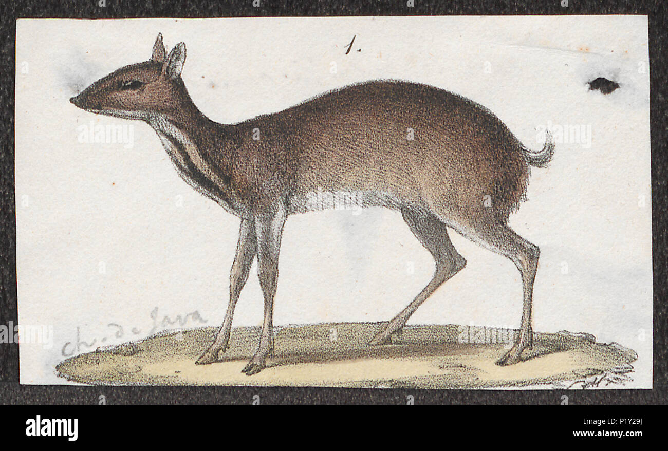 Tragulus javanicus hi-res stock photography and images - Alamy