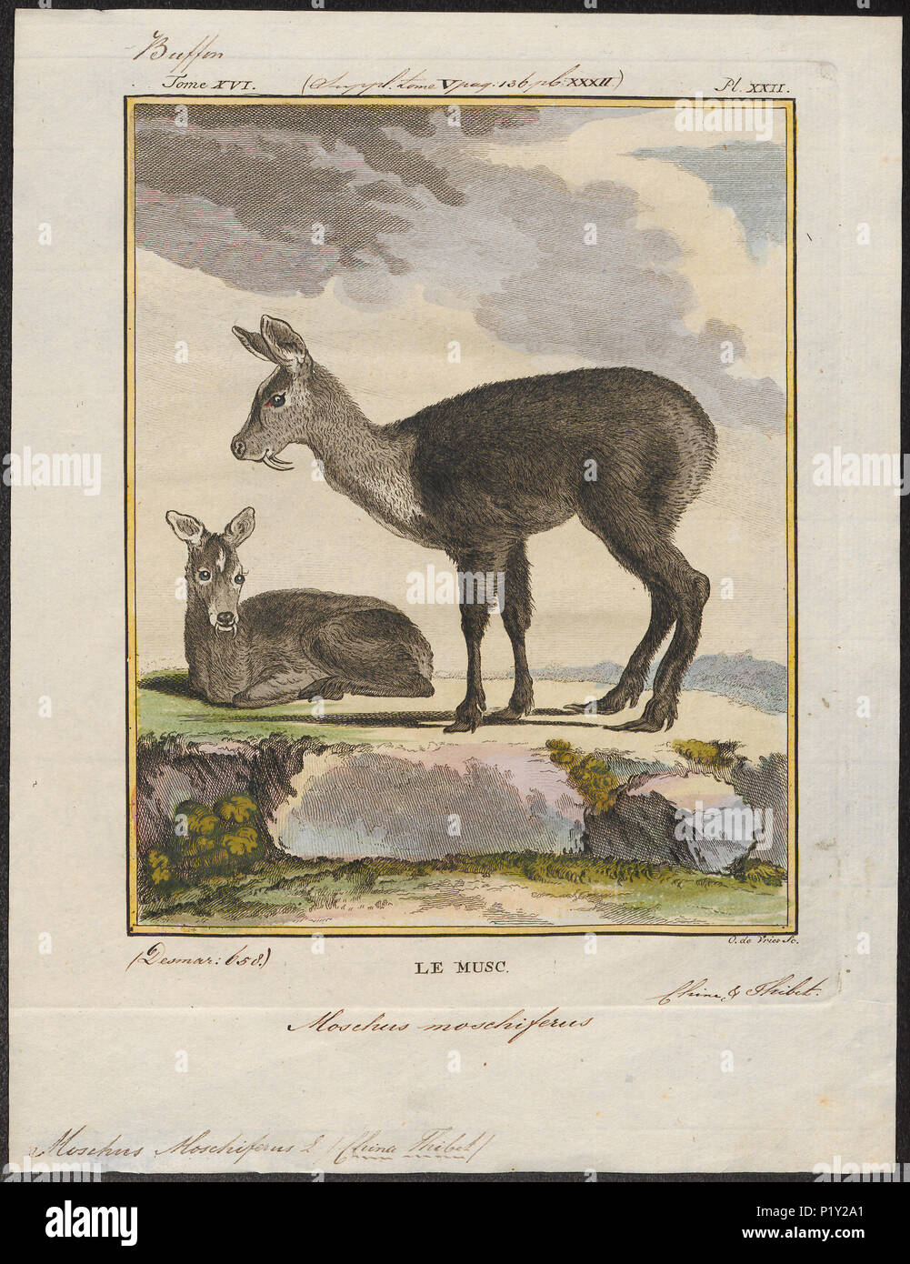 Moschus moschiferus hi-res stock photography and images - Alamy