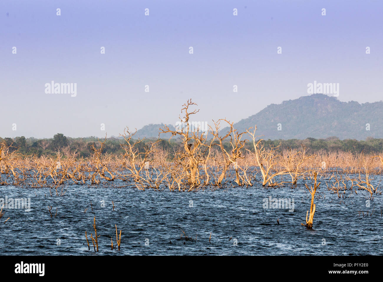 Withered tree hi-res stock photography and images - Alamy