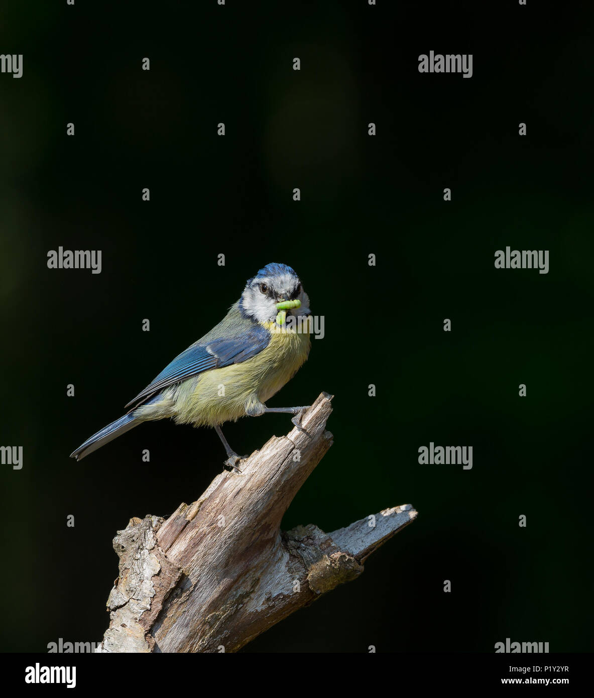 Portrait close up of wild UK blue tit bird (Cyanistes caeruleus ...