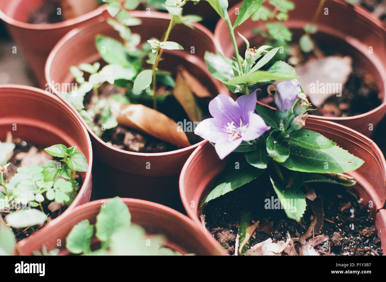 Beautiful Pot tree backyard Stock Photo - Alamy