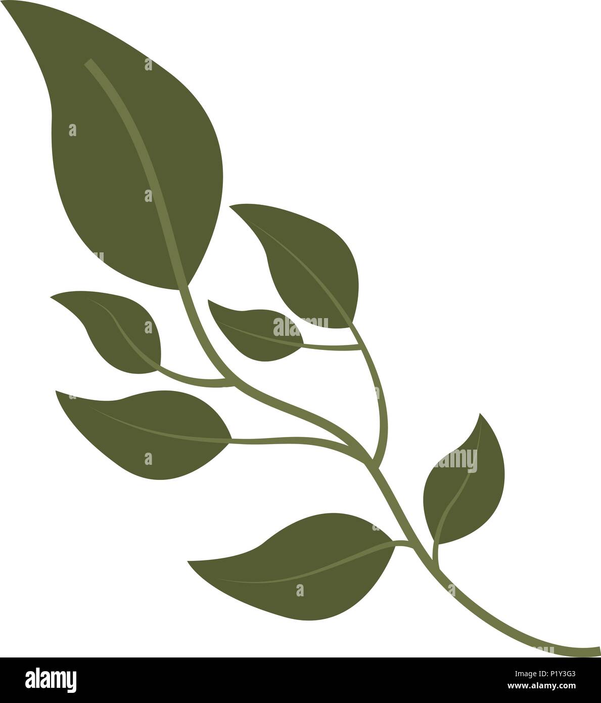 olive branch natural botanical image vector illustration Stock Vector ...