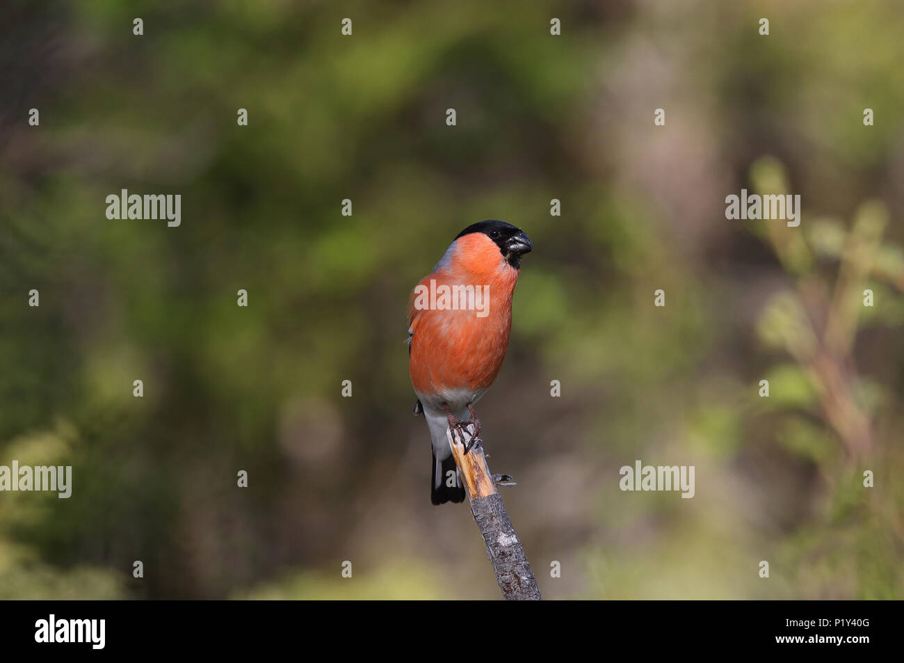 Pyrrhula male hi-res stock photography and images - Alamy