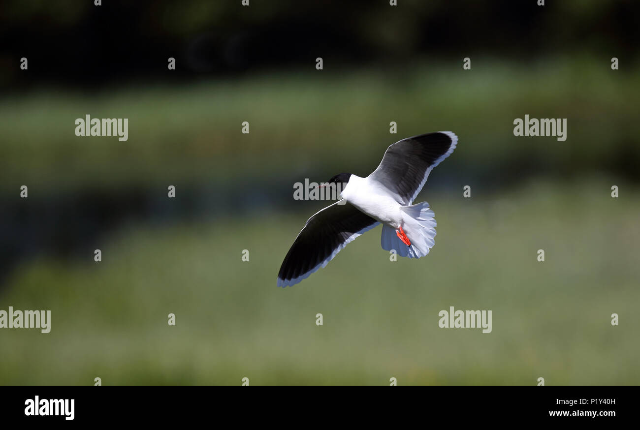 Little gull (Hydrocoloeus minutus) catching insects in flight Stock ...