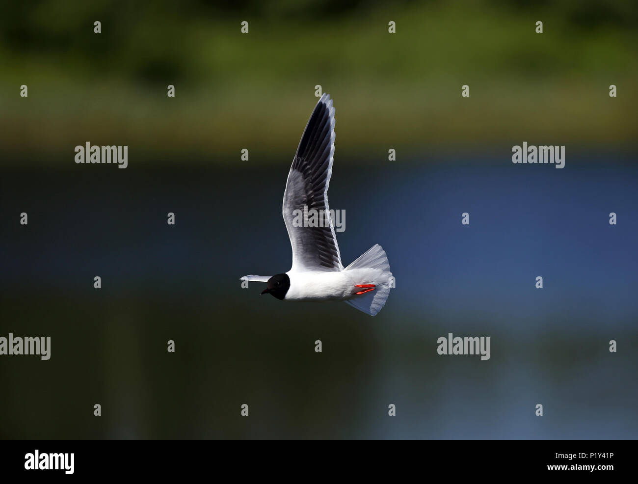 Little gull (Hydrocoloeus minutus) catching insects in flight Stock ...
