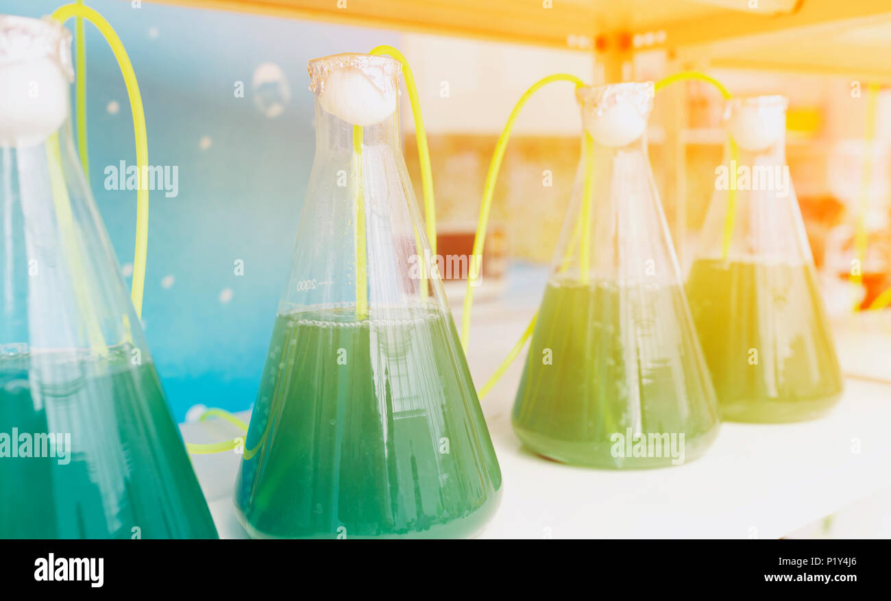 Algae biofuel production hi-res stock photography and images - Alamy