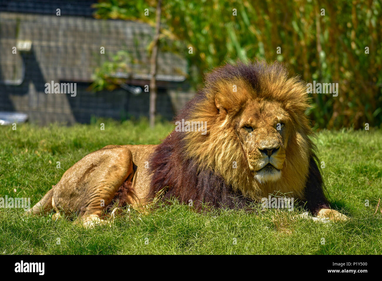 Africa wildlife lion grass hi-res stock photography and images - Alamy