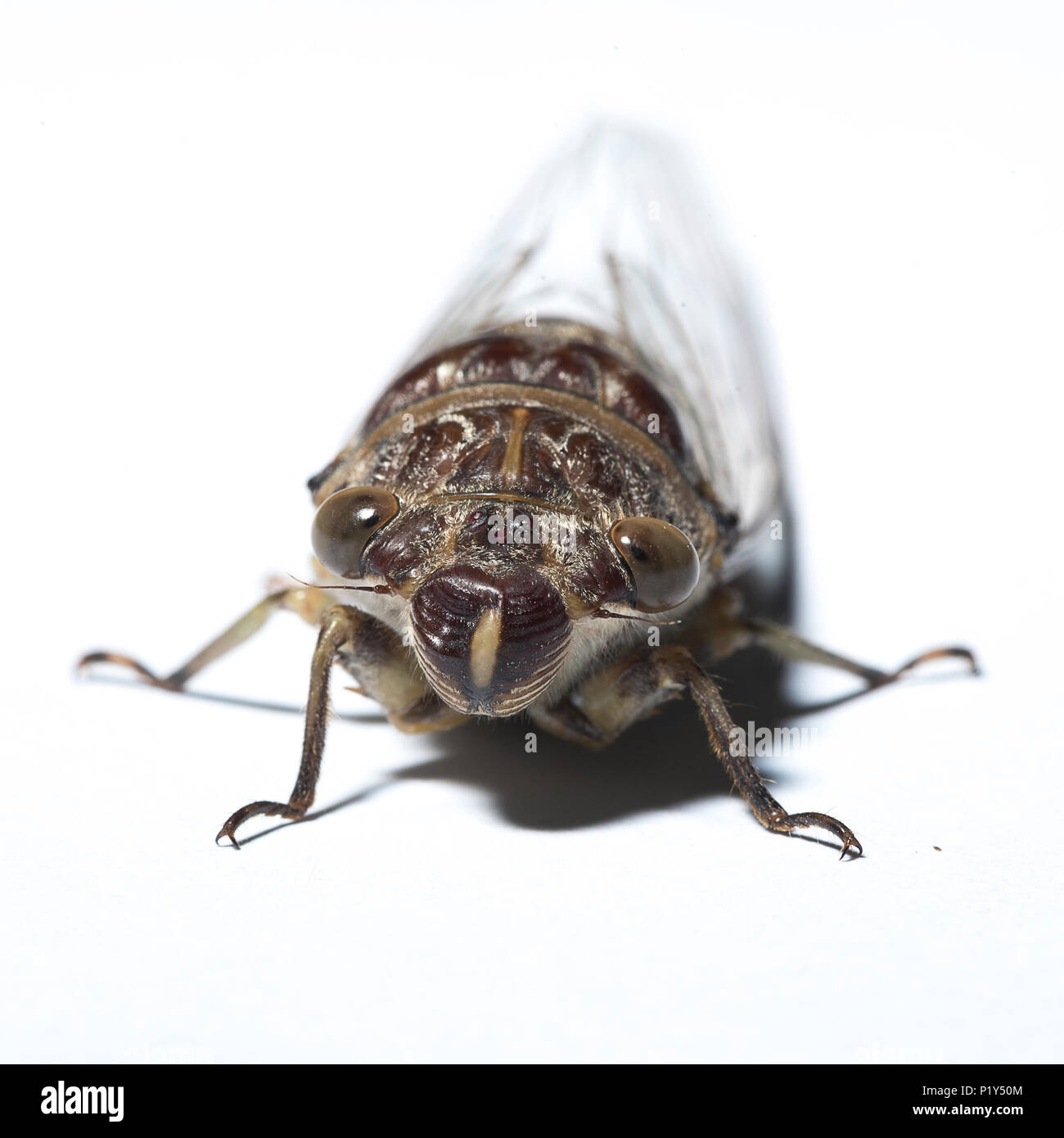 cicada Cicadidae isolated on white background Stock Photo - Alamy