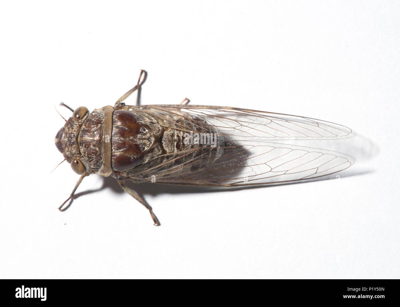 Cicadidae, isolated on white background Stock Photo - Alamy