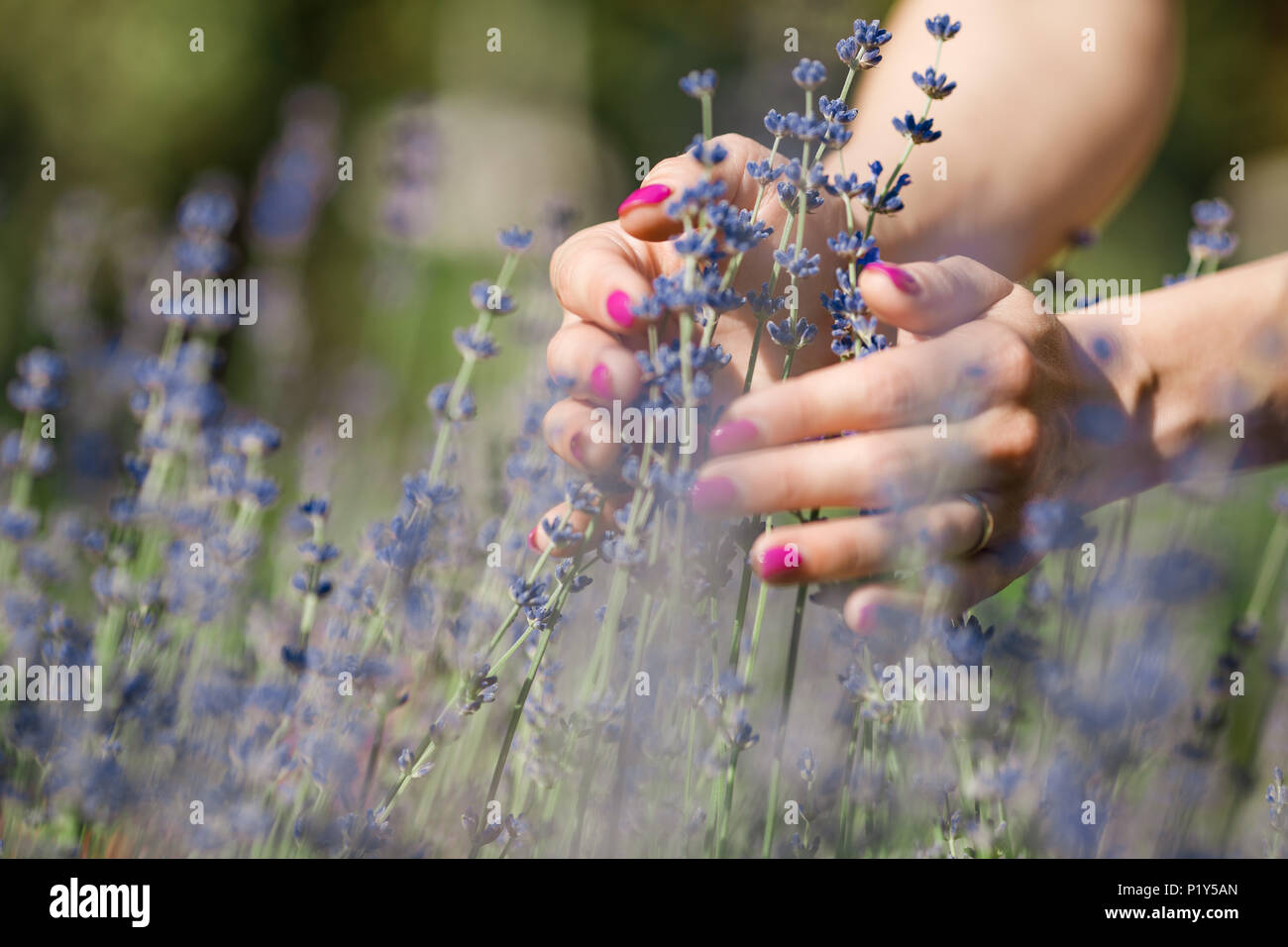 Woman walking touching flowers hi-res stock photography and images - Alamy