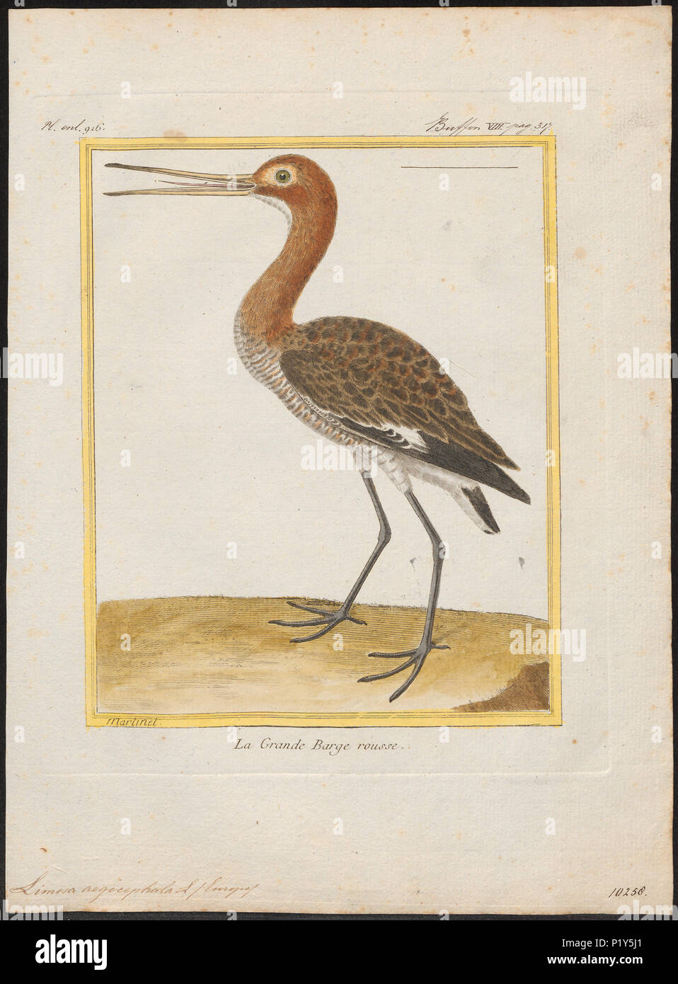 Collectible bird prints hi-res stock photography and images - Alamy