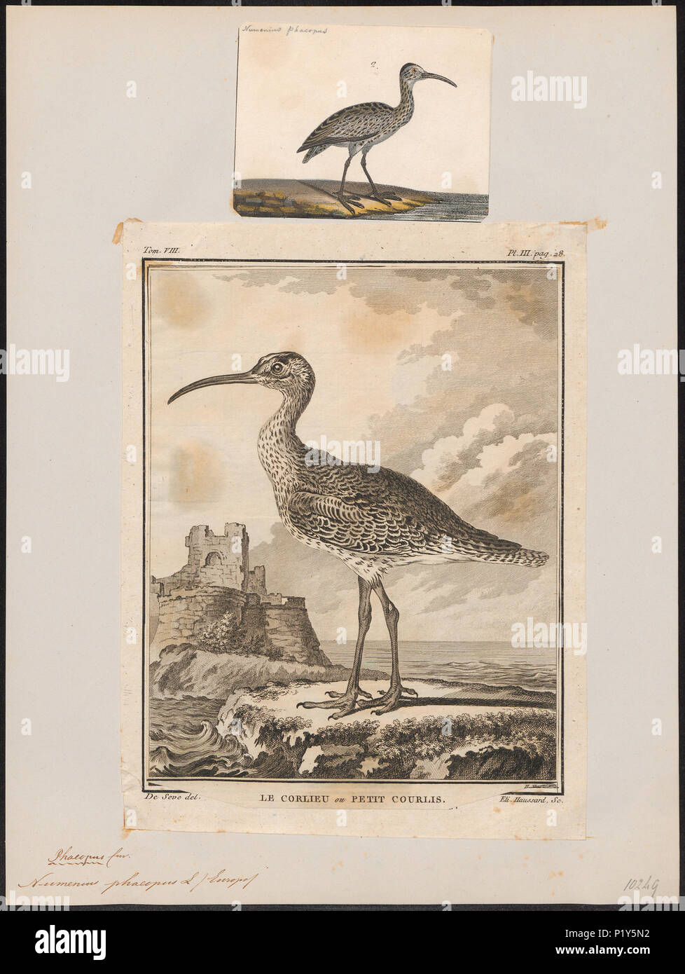 . Numenius phaeopus . between 1700 and 1880 209 Numenius phaeopus ...