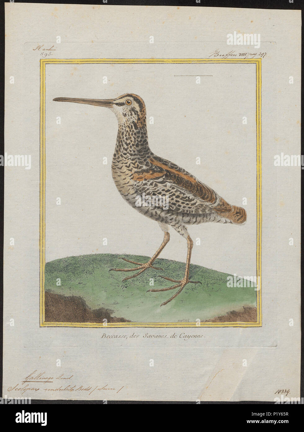 131 Gallinago undulata - 1700-1880 - Print - Iconographia Zoologica ...