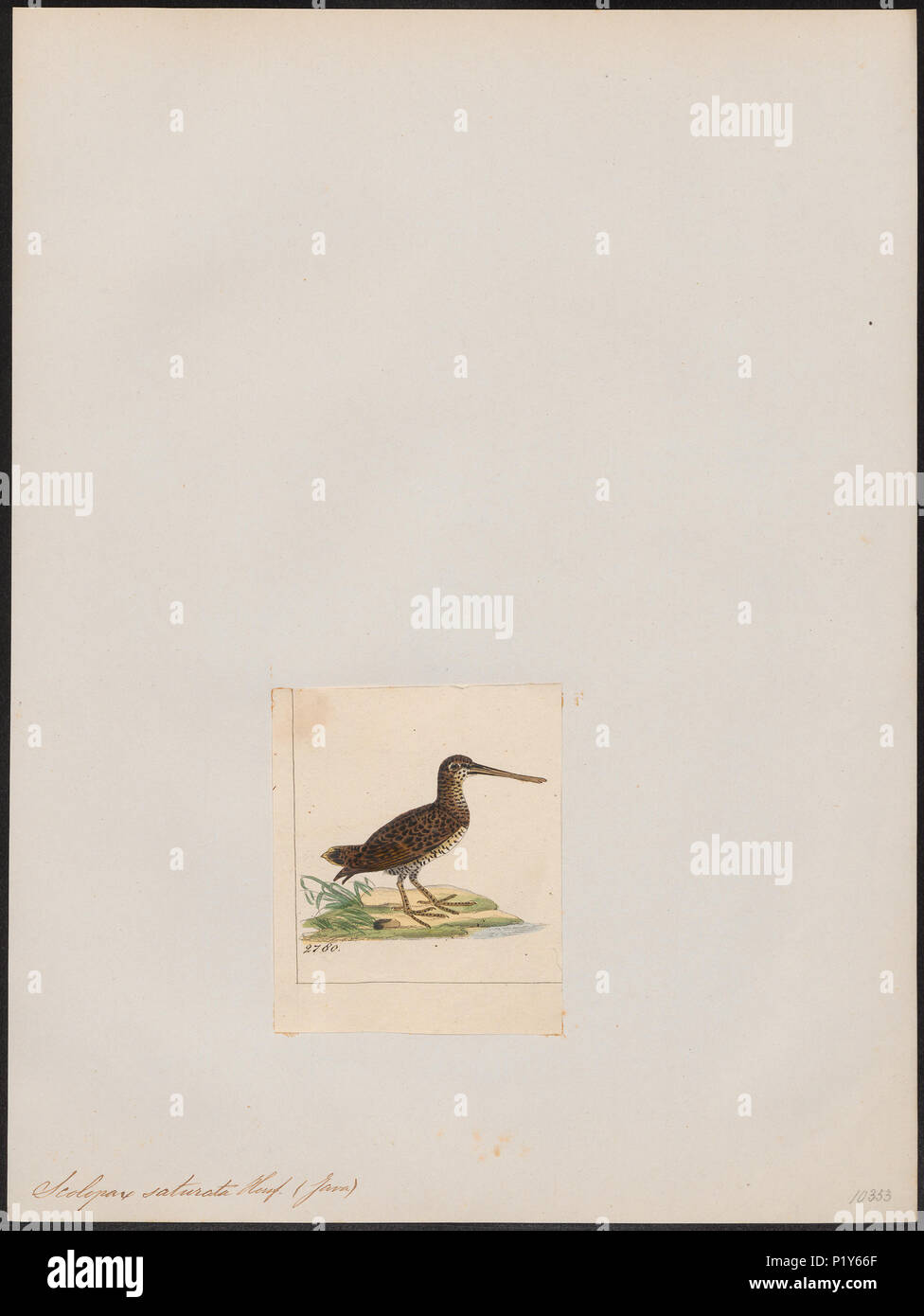 Scolopax saturata hi-res stock photography and images - Alamy