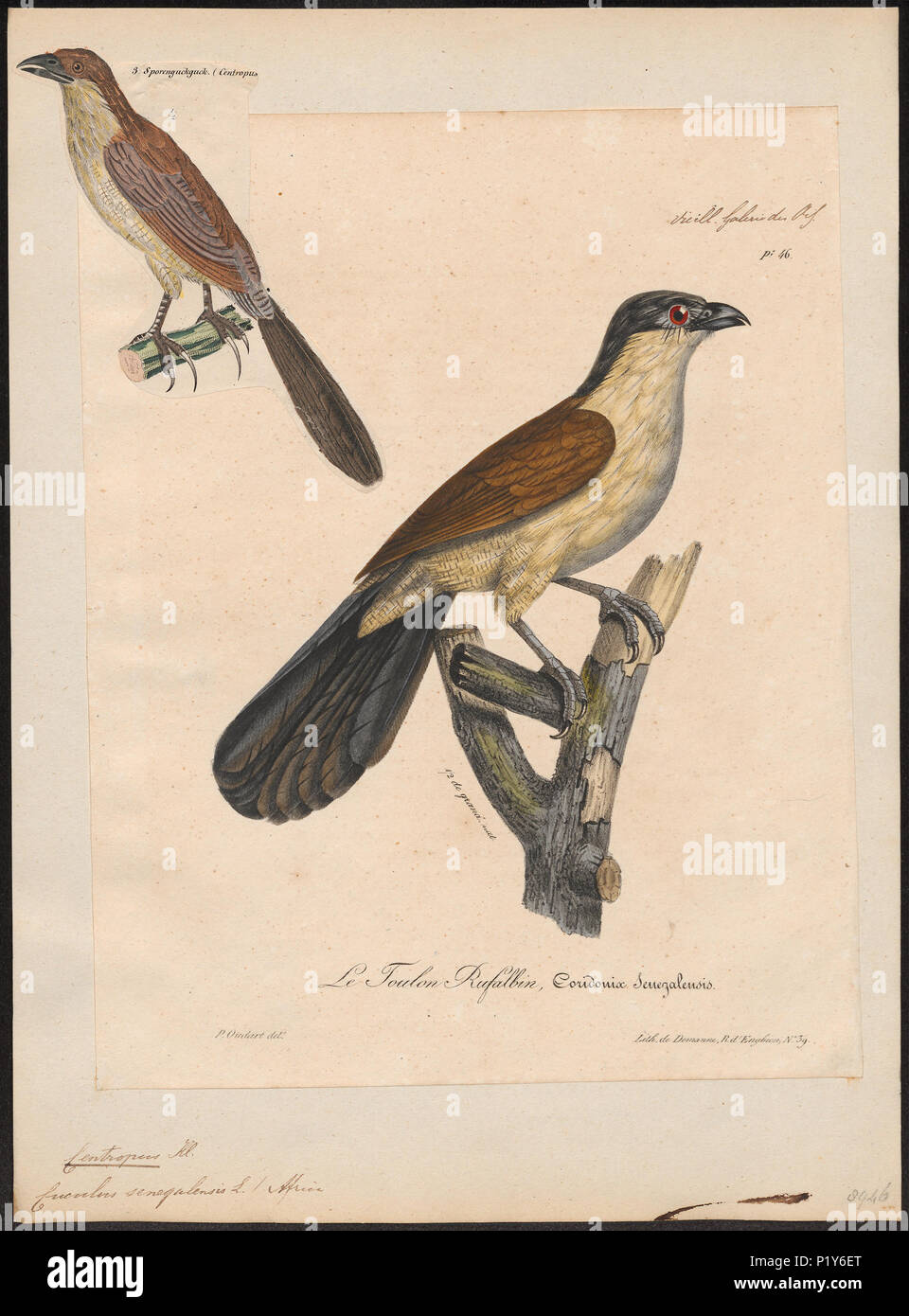 Centropus senegalensis hi-res stock photography and images - Alamy