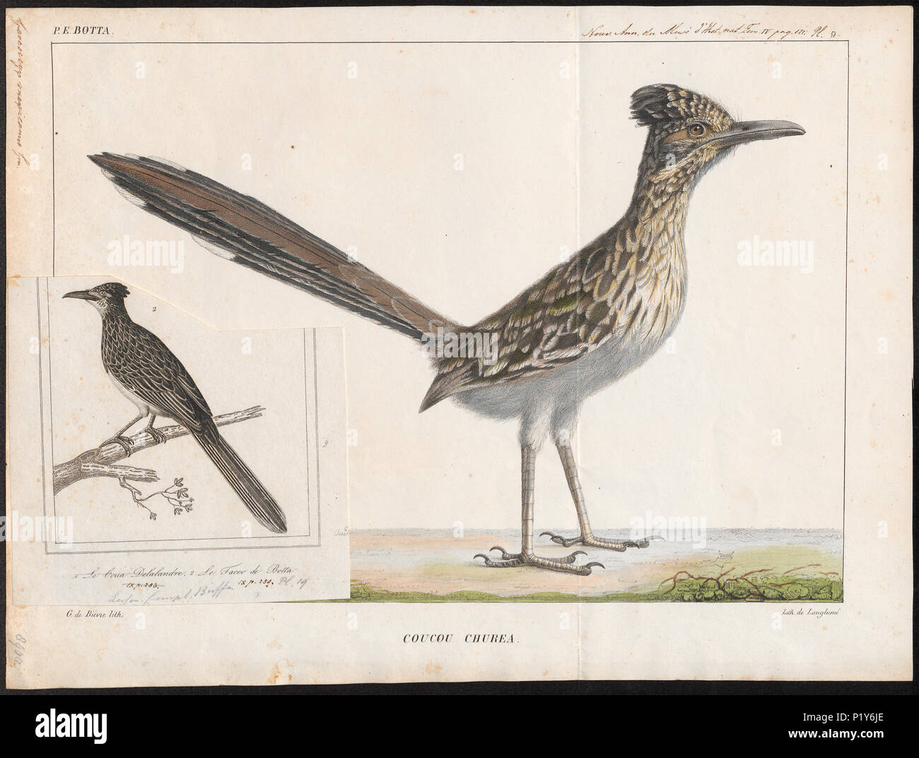 Geococcyx mexicanus hi-res stock photography and images - Alamy