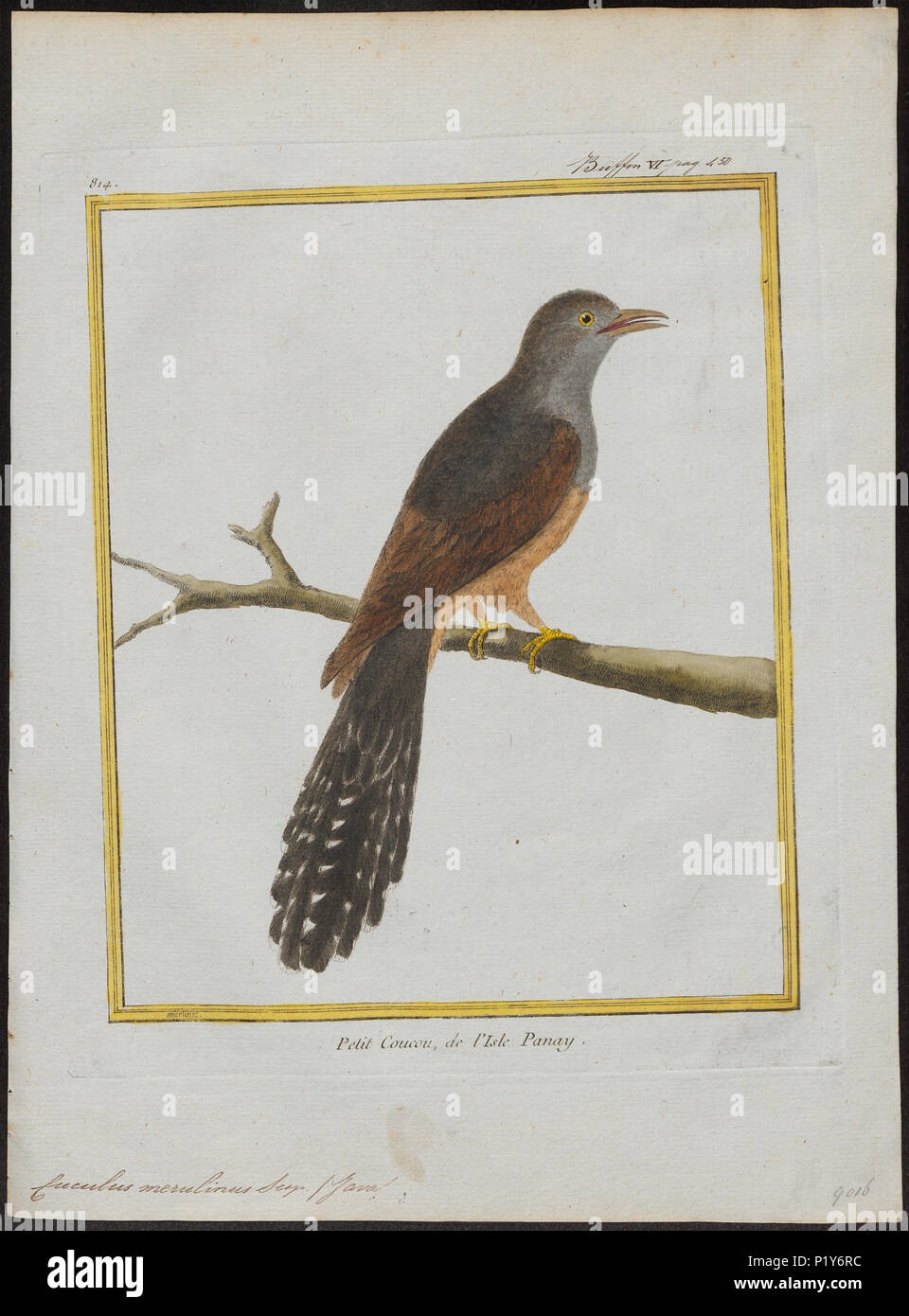 Cuculus merulinus hi-res stock photography and images - Alamy