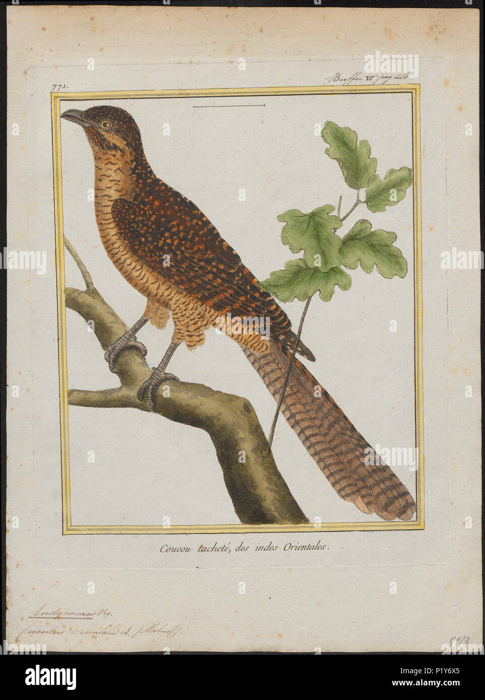 Eudynamys orientalis hi-res stock photography and images - Alamy