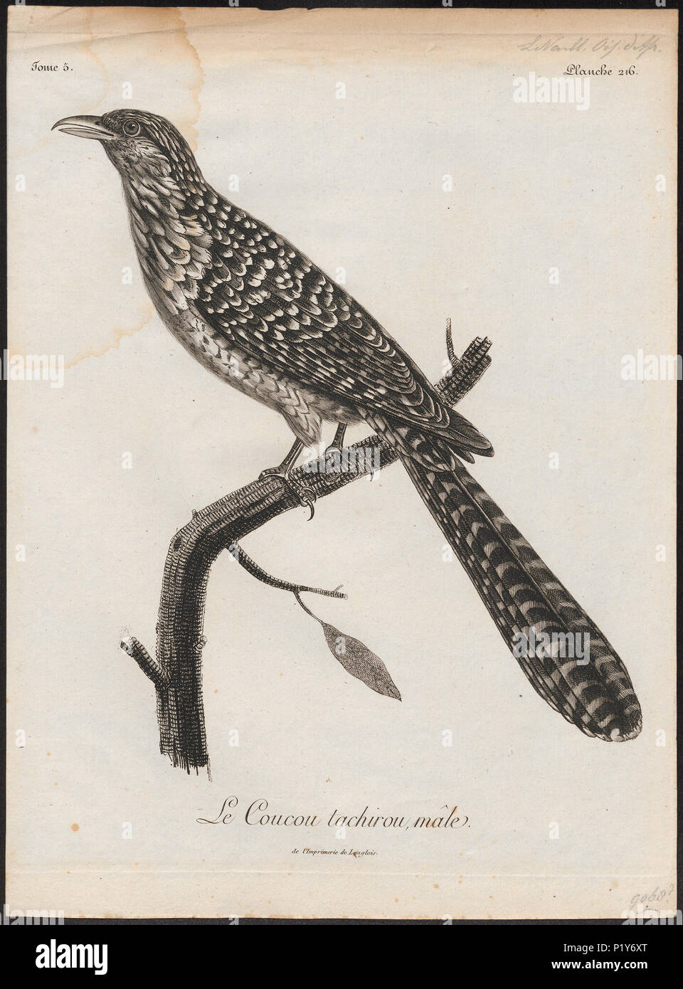 120 Eudynamys horonata - 1796-1808 - Print - Iconographia Zoologica ...