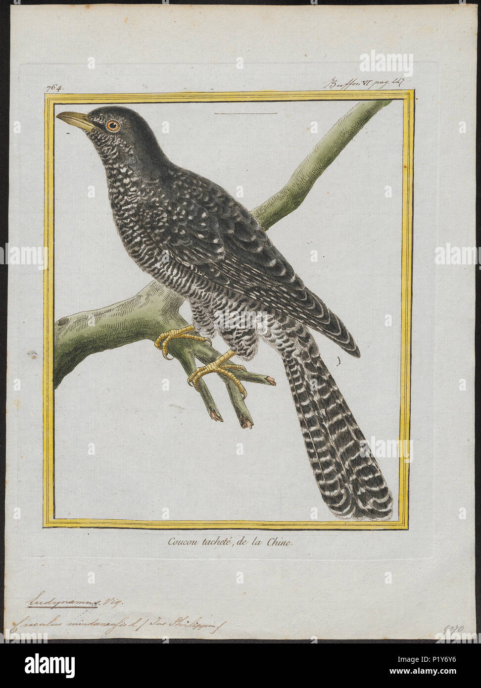 Eudynamys mindanensis hi-res stock photography and images - Alamy