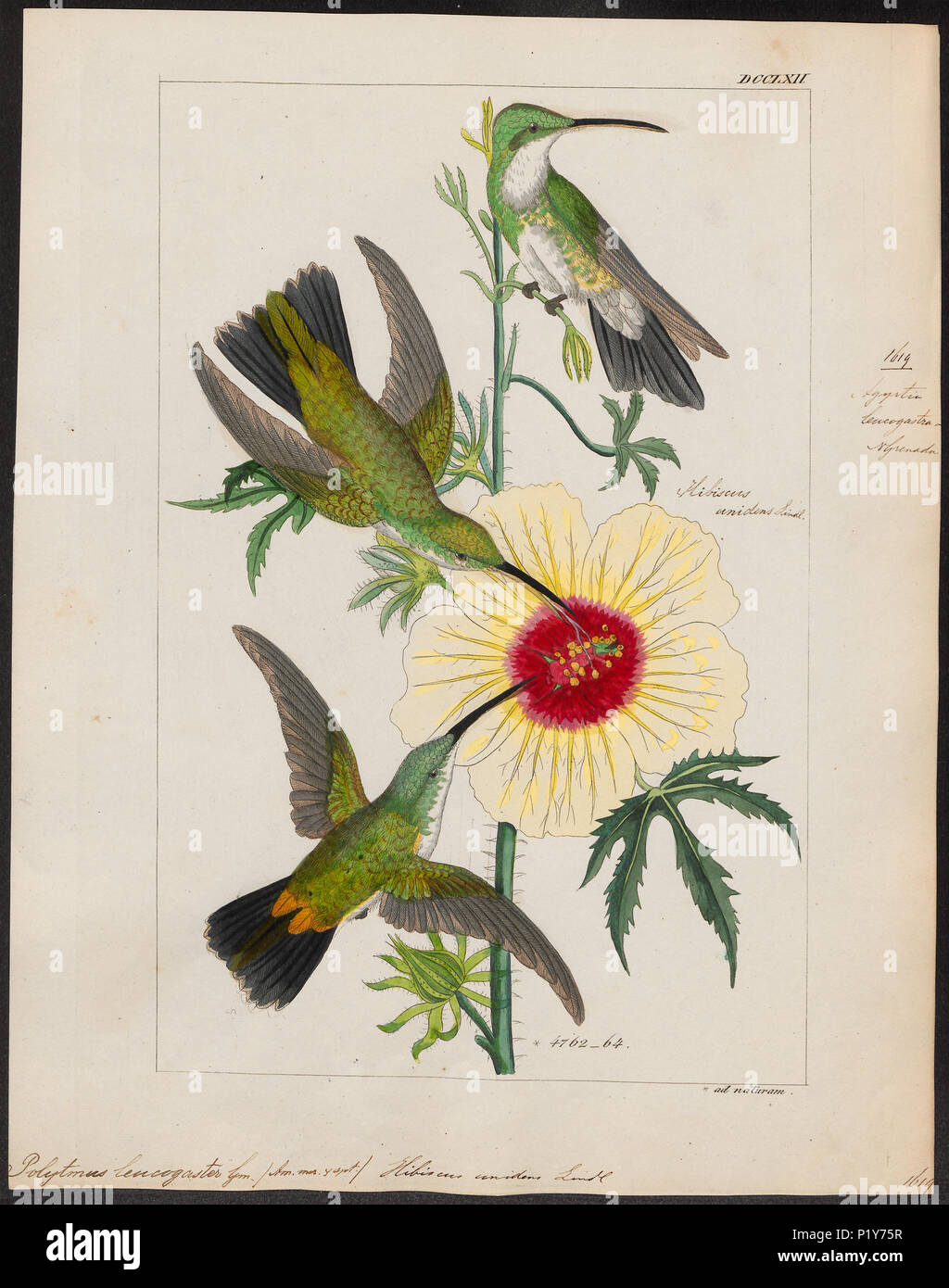 . Polytmus leucogaster . between 1820 and 1860 230 Polytmus leucogaster ...