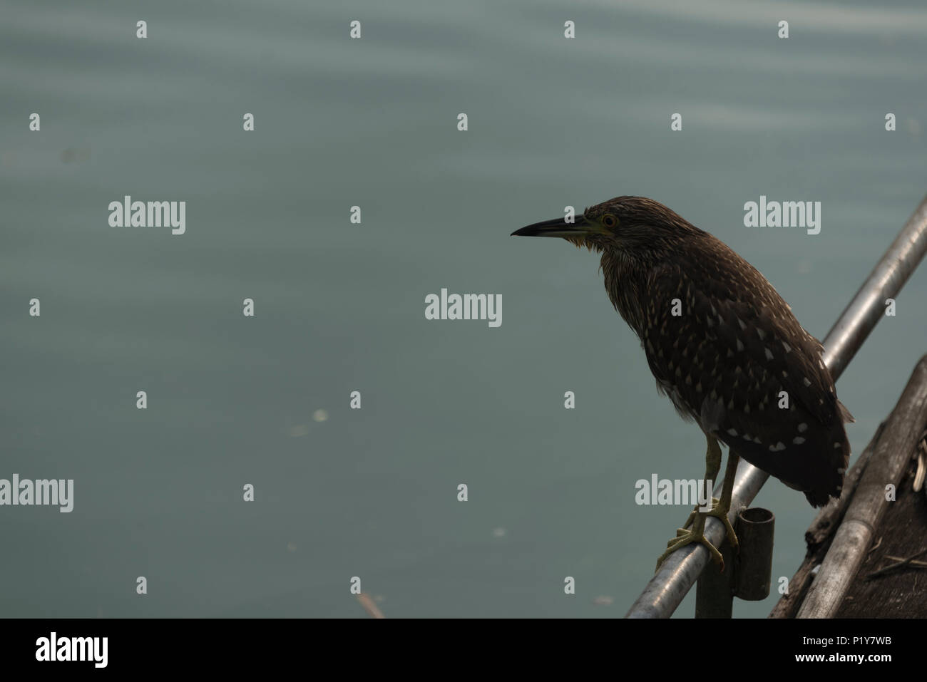 Birds in wetlands Stock Photo - Alamy