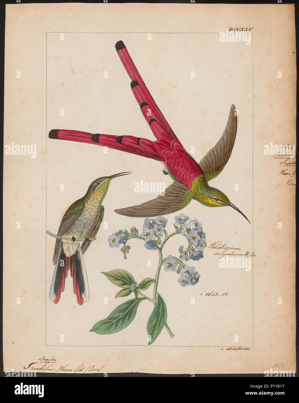 . Trochilus phaon . between 1820 and 1860 311 Trochilus phaon - 1820 ...