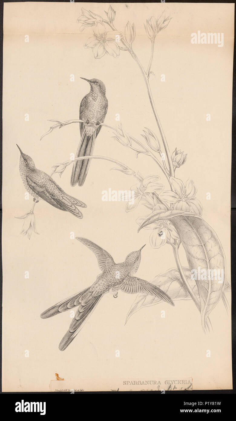 Trochilus glyceria hi-res stock photography and images - Alamy