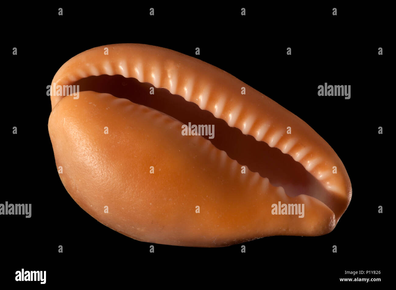 Seashell of Zonaria pyrum. Malacology collection. Spain. Europe Stock ...