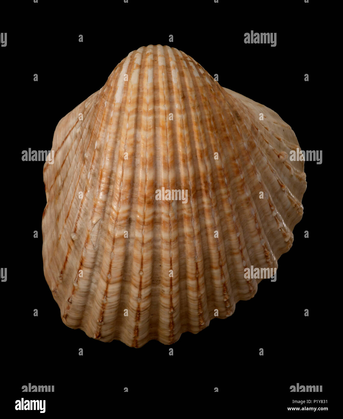 Marine Bivalve Molluscs Stock Photos & Marine Bivalve Molluscs Stock ...