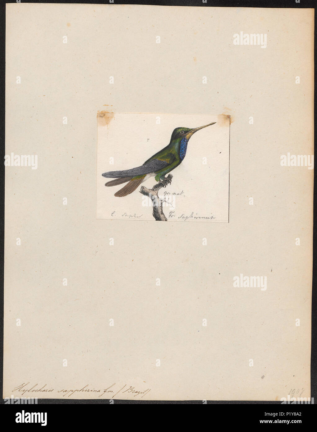 Sapphirina Stock Photos & Sapphirina Stock Images - Alamy