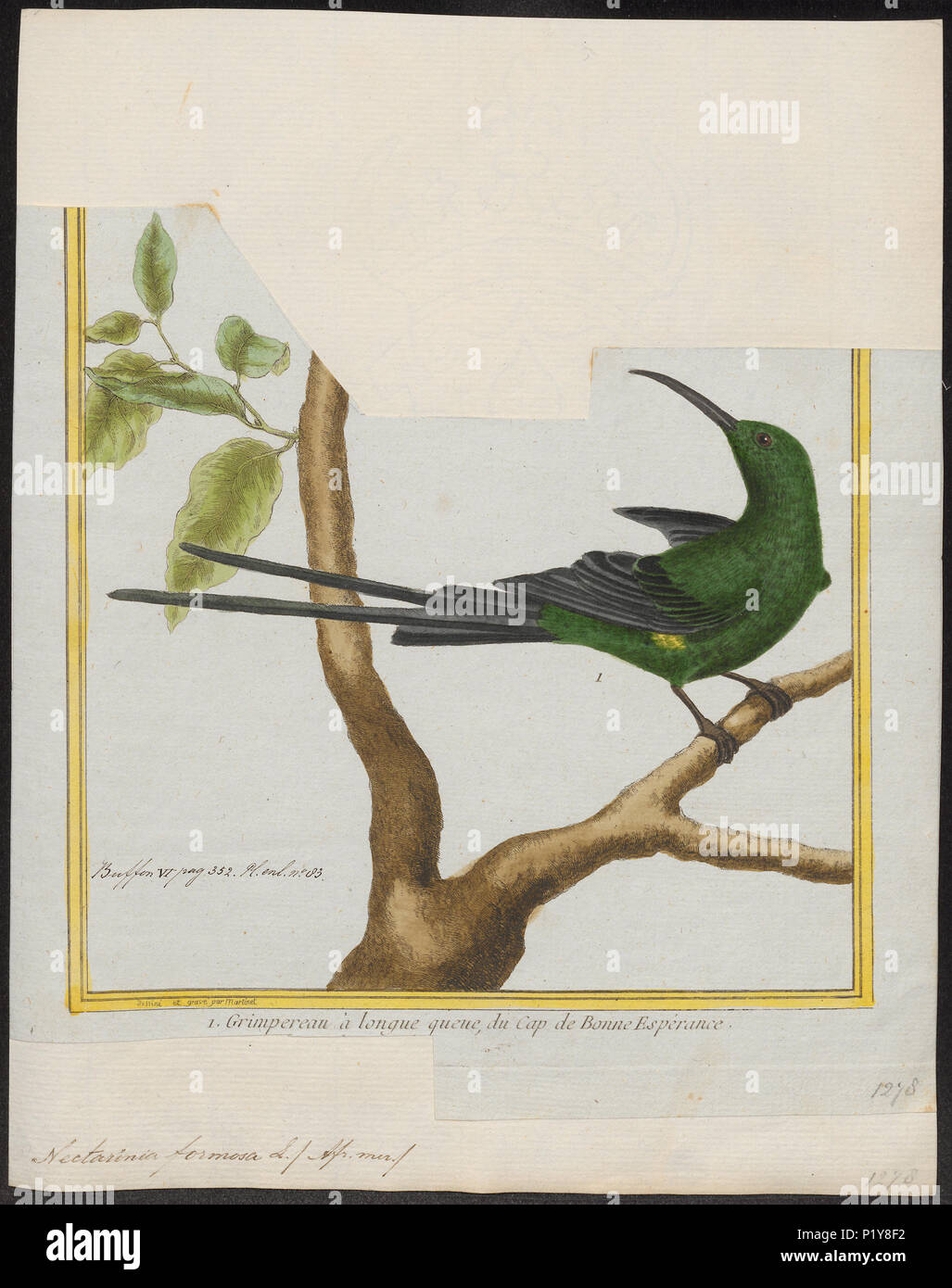 . Nectarinia famosa . between 1700 and 1880 200 Nectarinia famosa ...