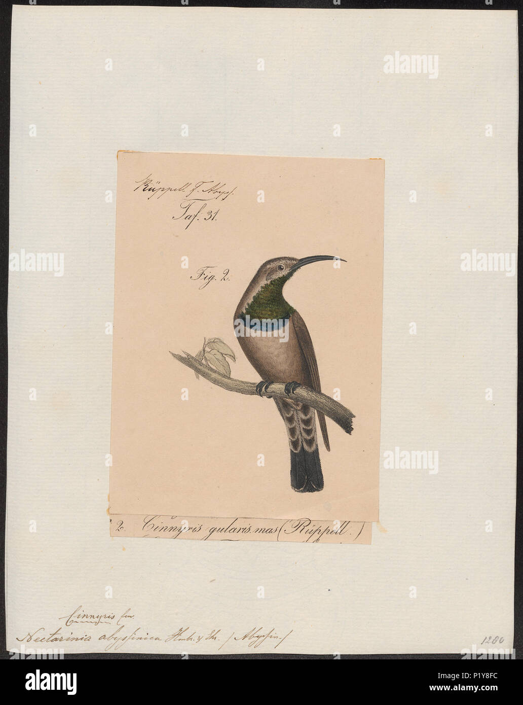Abyssinian sunbird hi-res stock photography and images - Alamy