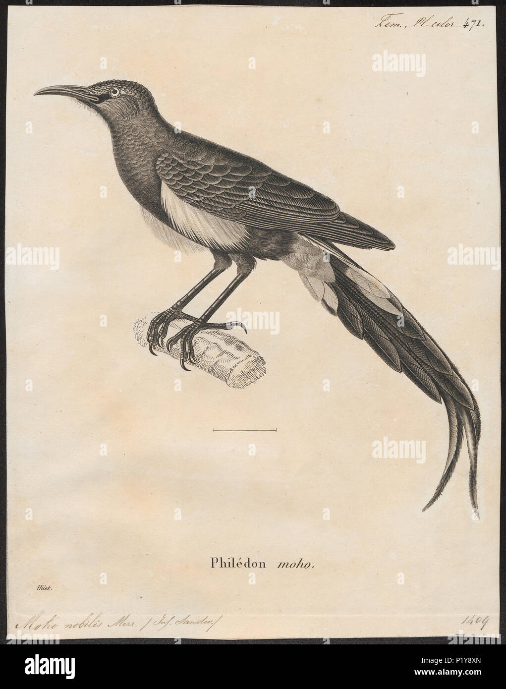 Moho nobilis hi-res stock photography and images - Alamy