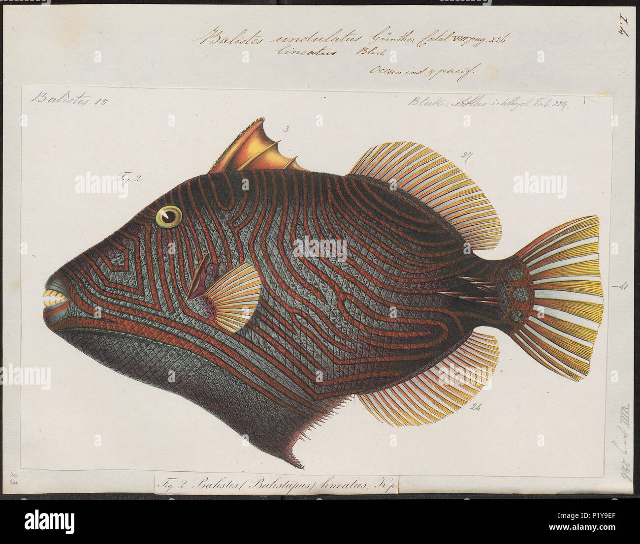 Balistes undulatus hi-res stock photography and images - Alamy