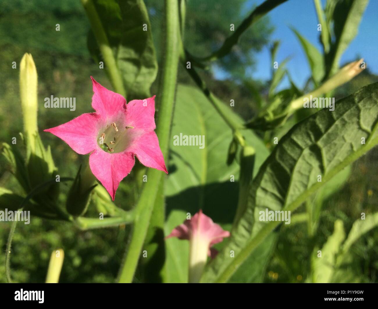 Tobacco flower hi-res stock photography and images - Alamy