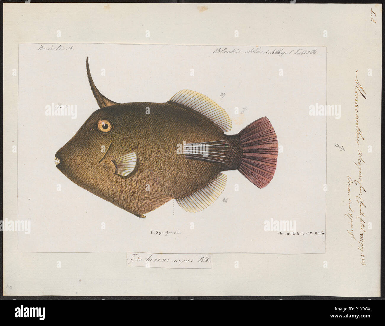 Monacanthus scopas hi-res stock photography and images - Alamy