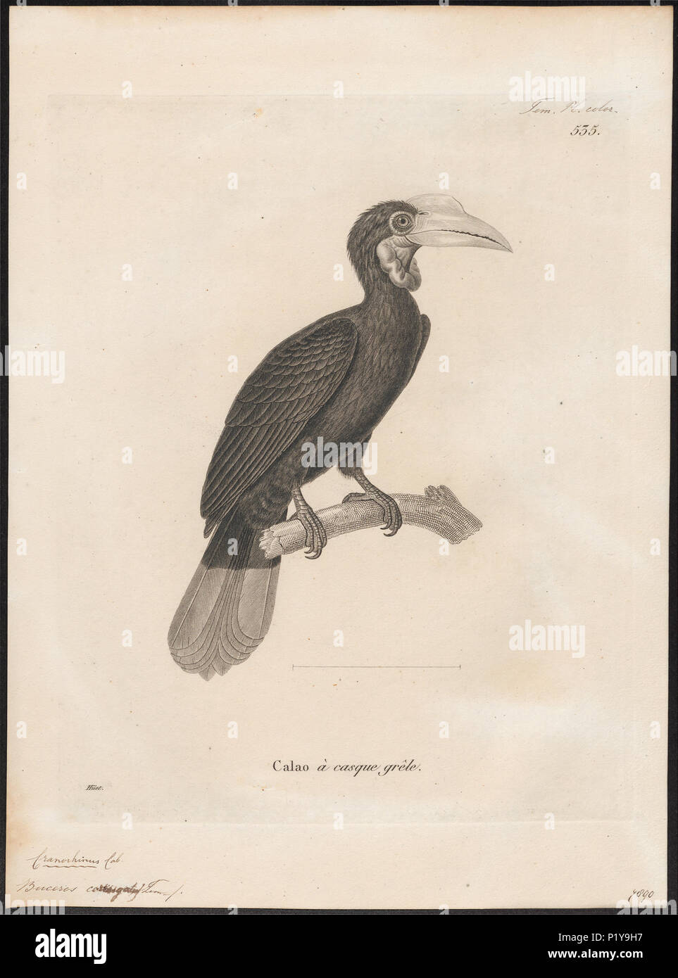 Buceros Corrugatus High Resolution Stock Photography and Images - Alamy