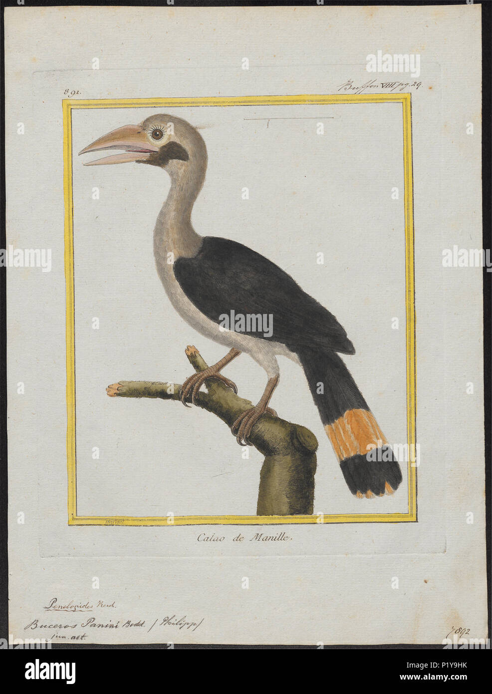 Buceros panini hi-res stock photography and images - Alamy