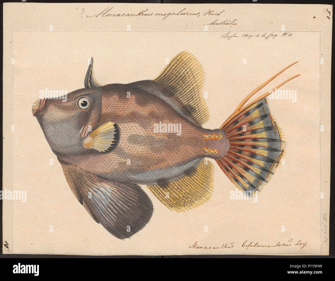 Monacanthus megalurus hi-res stock photography and images - Alamy